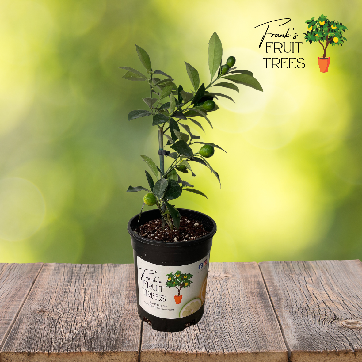 Under $20 – Frank's Fruit Trees