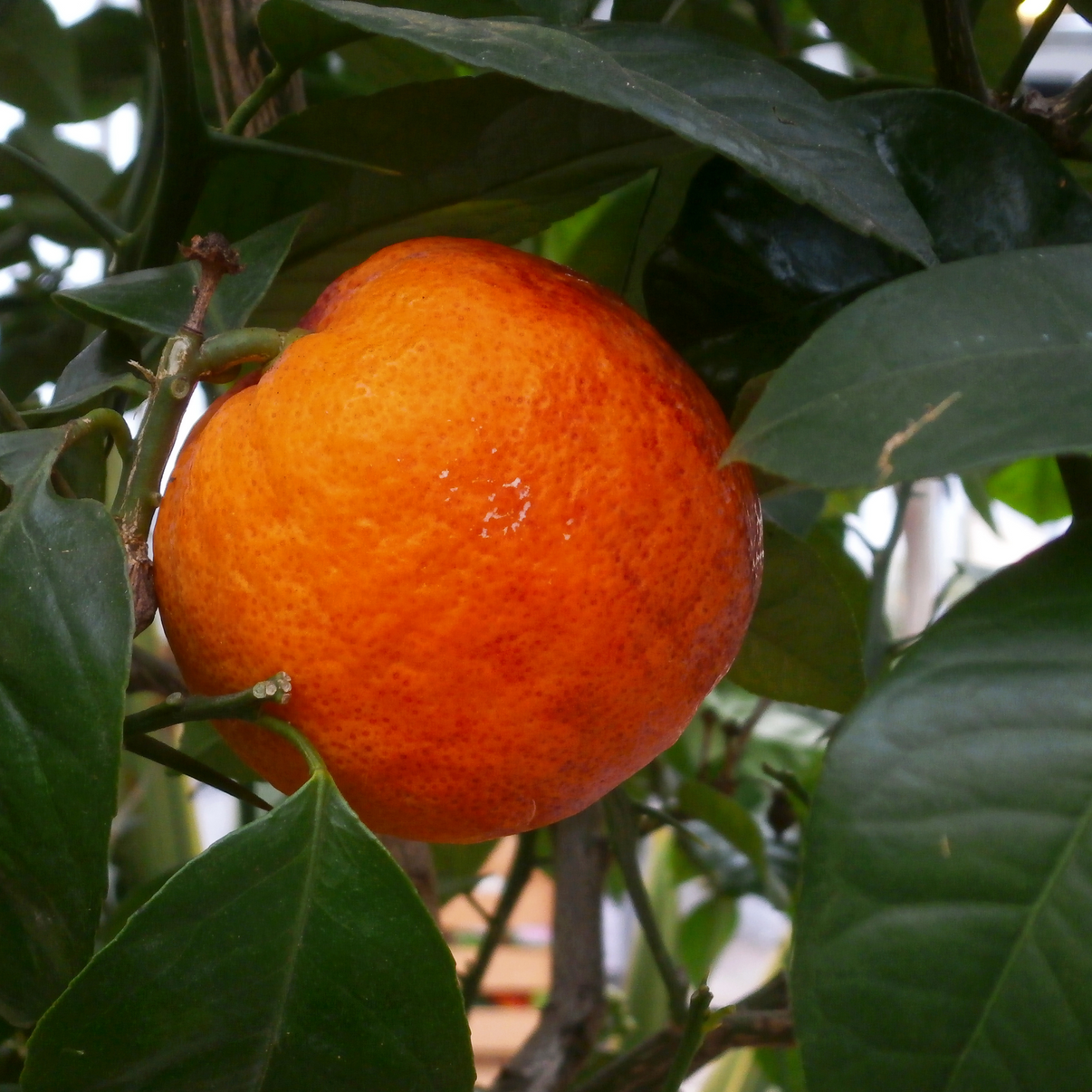 Smith Red Blood Orange Potted Tree – Frank's Fruit Trees