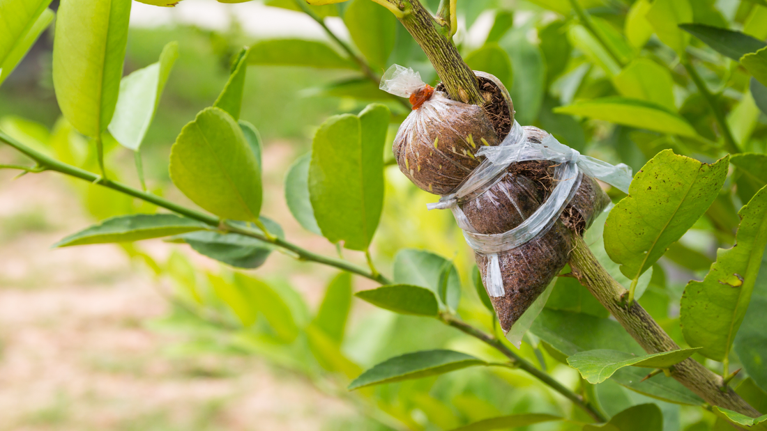Rooted Trees – Frank's Fruit Trees