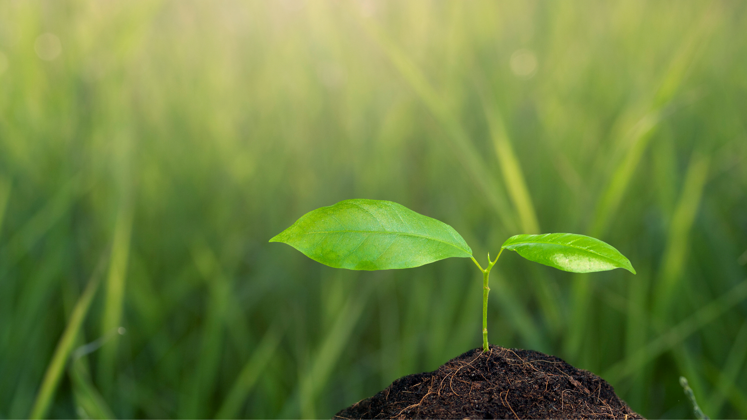 New Growers – Frank's Fruit Trees