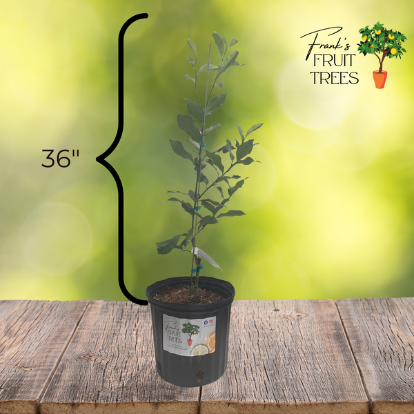 Lisbon Lemon Potted Citrus Tree - Frank's Fruit Trees