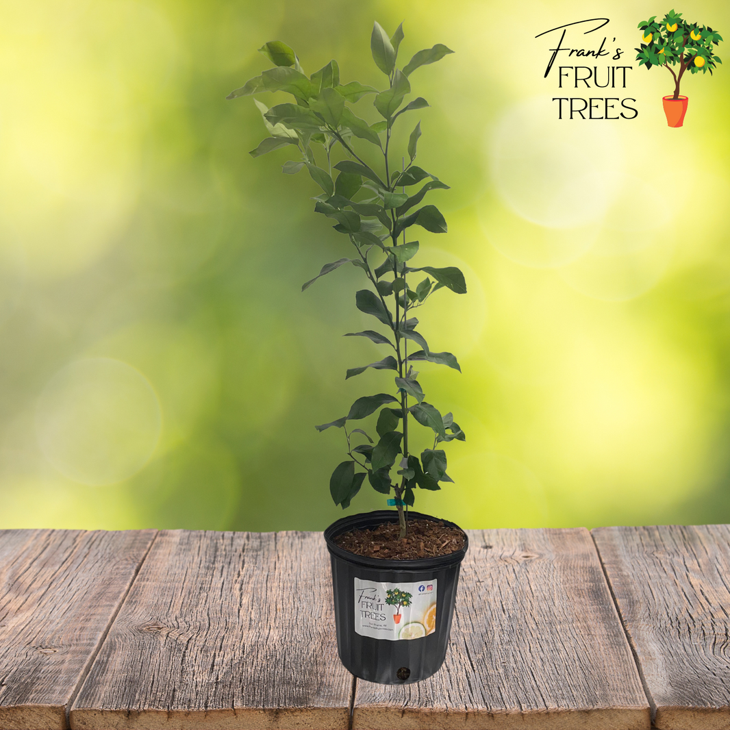 Exotic Citrus Trees – Frank's Fruit Trees