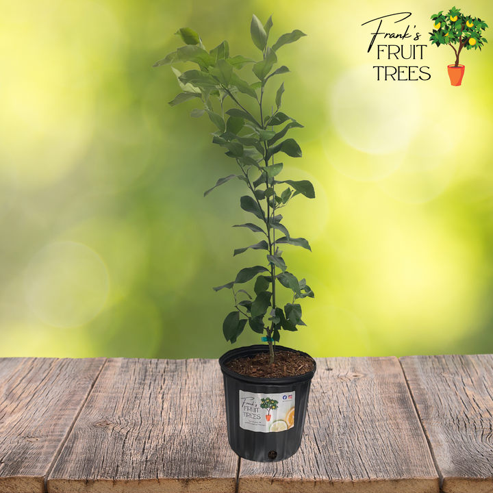 New Zealand Lemonade Potted Tree
