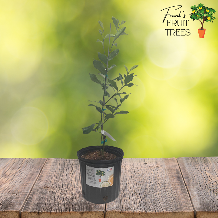 Kishu Mandarin Orange Potted Tree – Frank's Fruit Trees