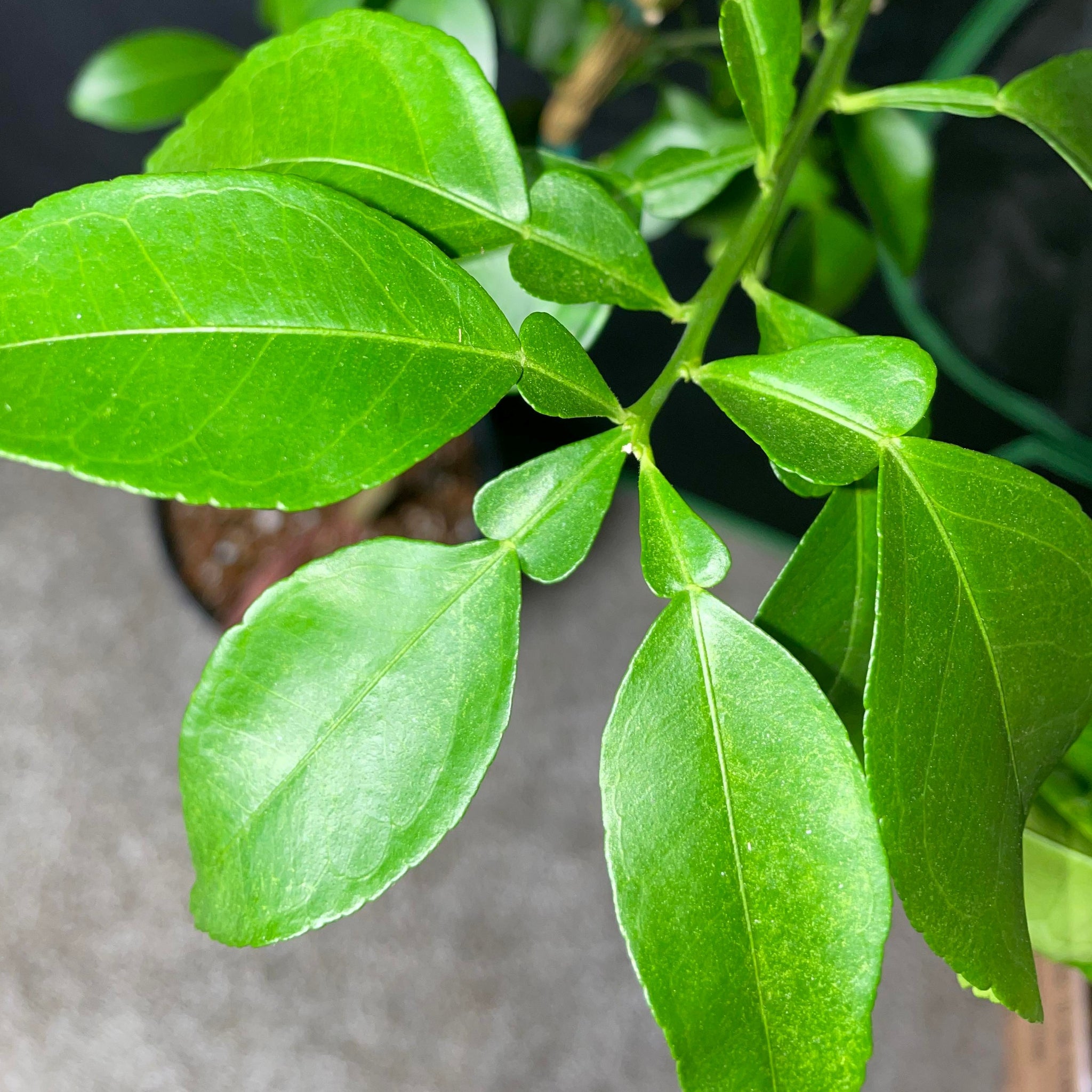 Dwarf Ruby Ray Grapefruit Potted Tree – Frank's Fruit Trees