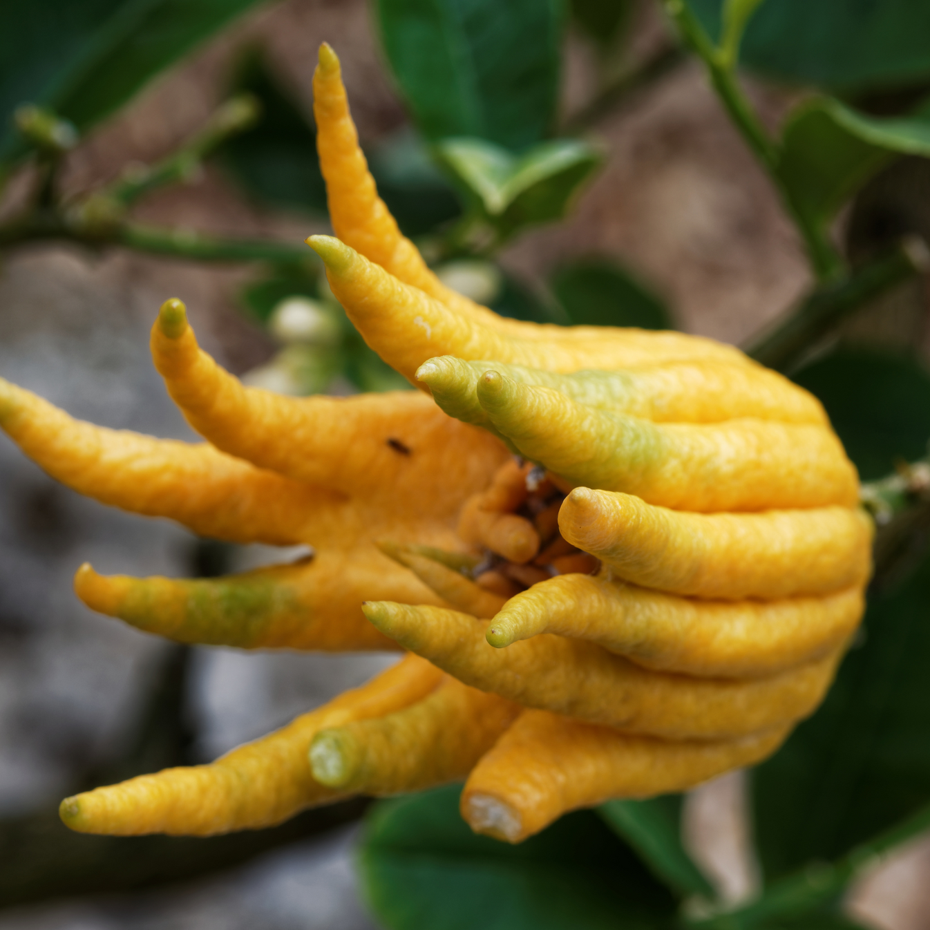 Buddha's Hand Citron Potted Tree – Frank's Fruit Trees