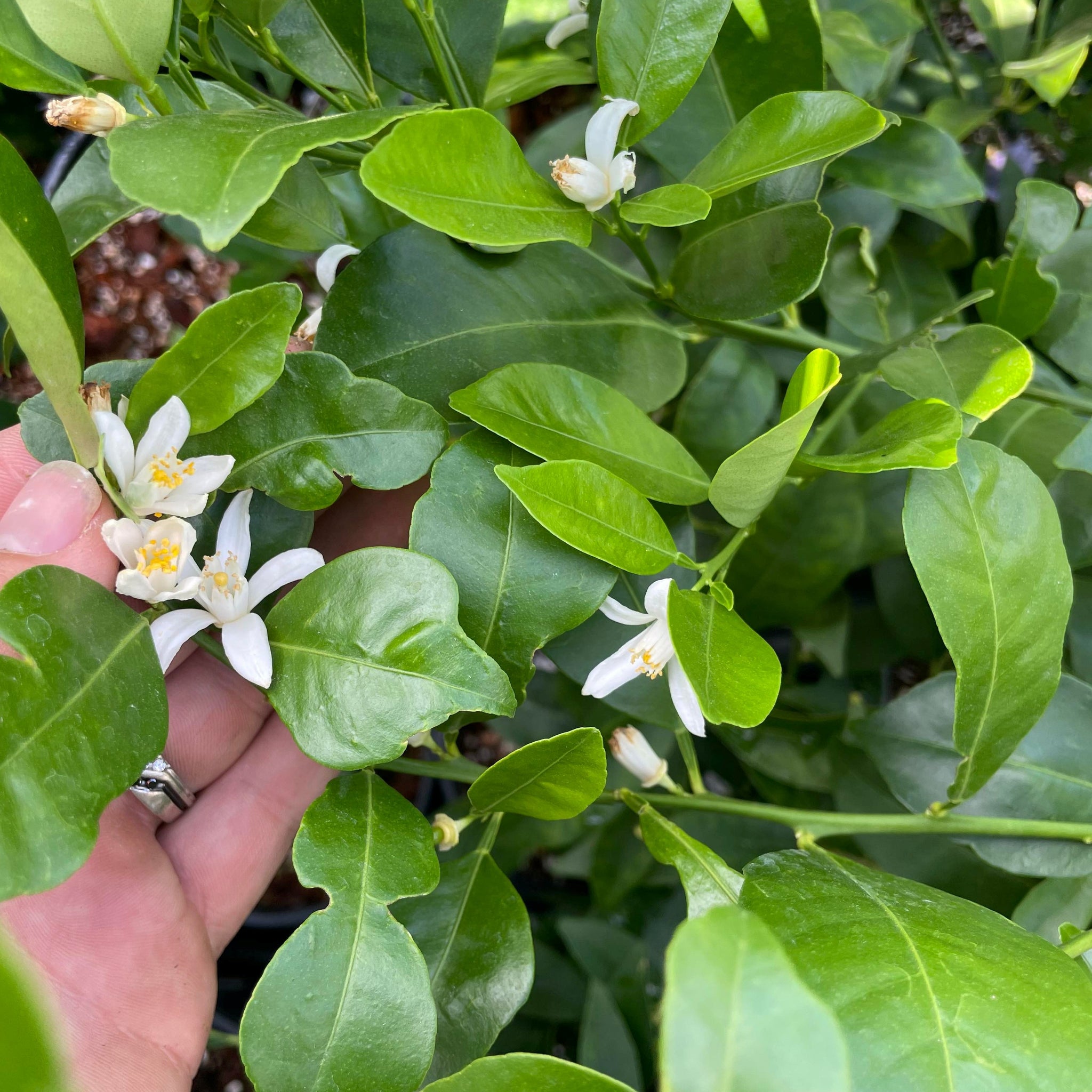 Dwarf Calamondin Potted Tree – Frank's Fruit Trees