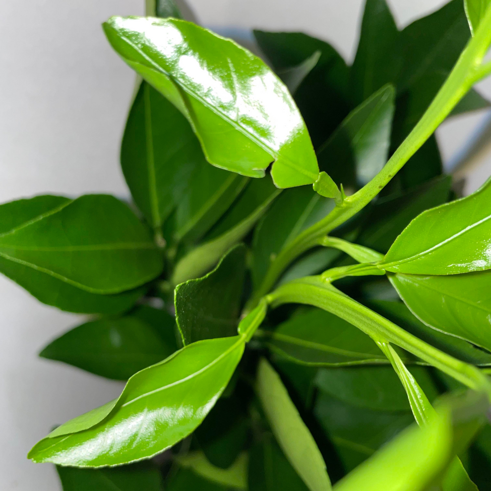 Kishu Mandarin Orange Potted Tree – Frank's Fruit Trees