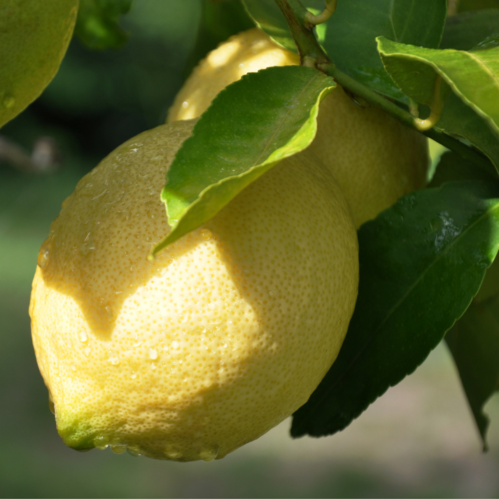 Bearss Lemon Potted Tree – Frank's Fruit Trees