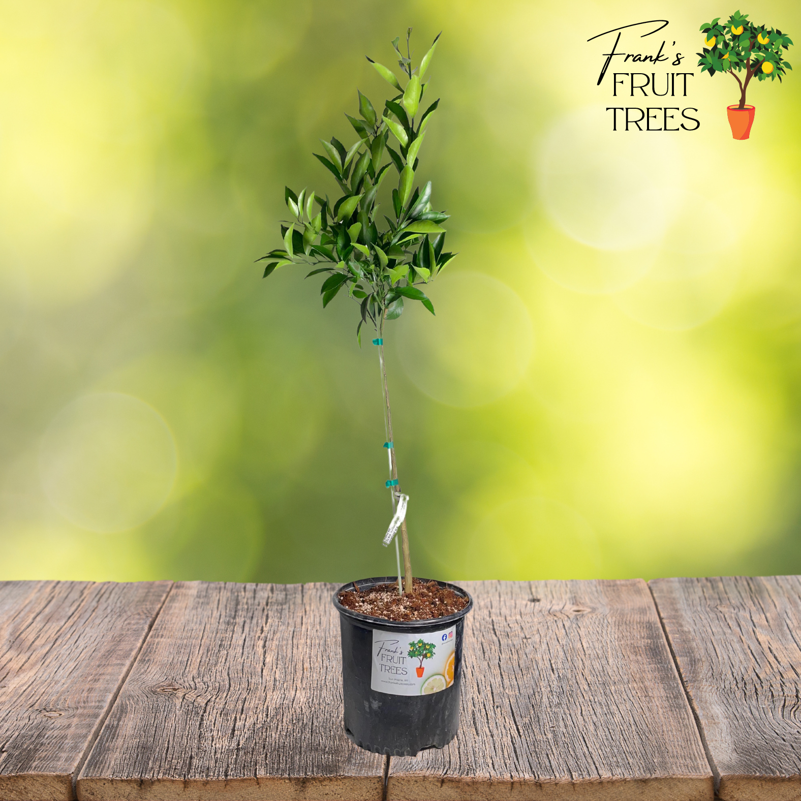Kishu Mandarin Orange Potted Tree – Frank's Fruit Trees