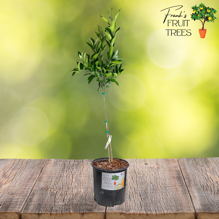 Kishu Mandarin Orange Potted Tree – Frank's Fruit Trees