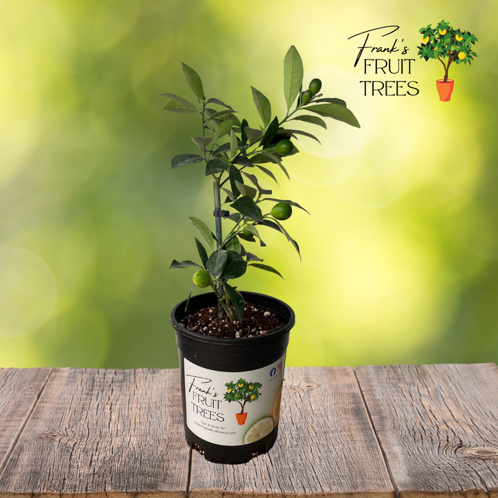 All Trees – Frank's Fruit Trees