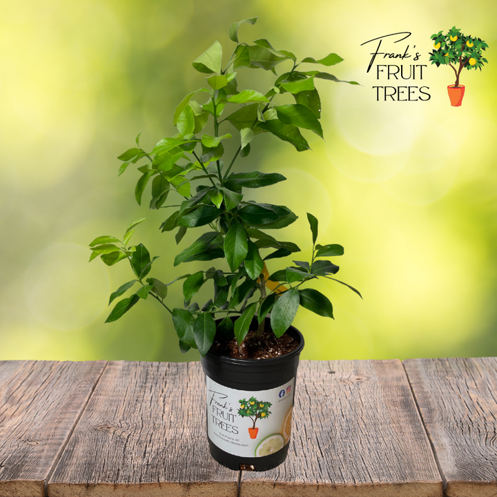 New Zealand Lemonade Potted Tree – Frank's Fruit Trees