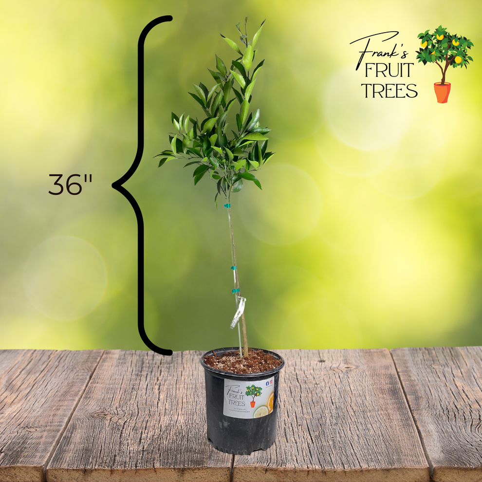 Kishu Mandarin Orange Potted Tree – Frank's Fruit Trees