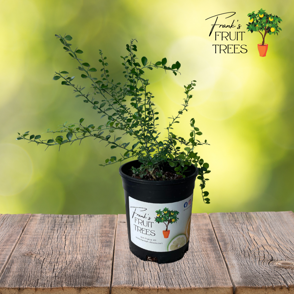 Finger Lime Potted Tree – Frank's Fruit Trees