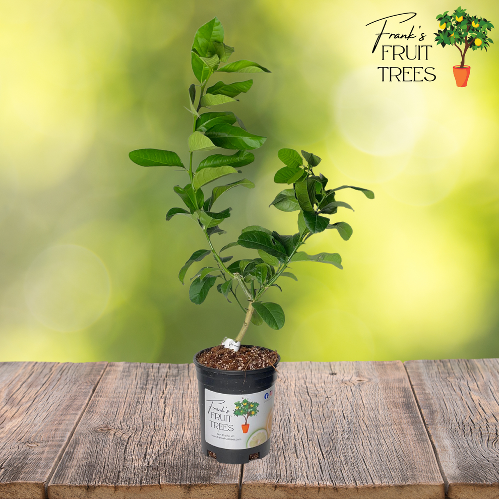 Buddha's Hand Citron Potted Tree – Frank's Fruit Trees