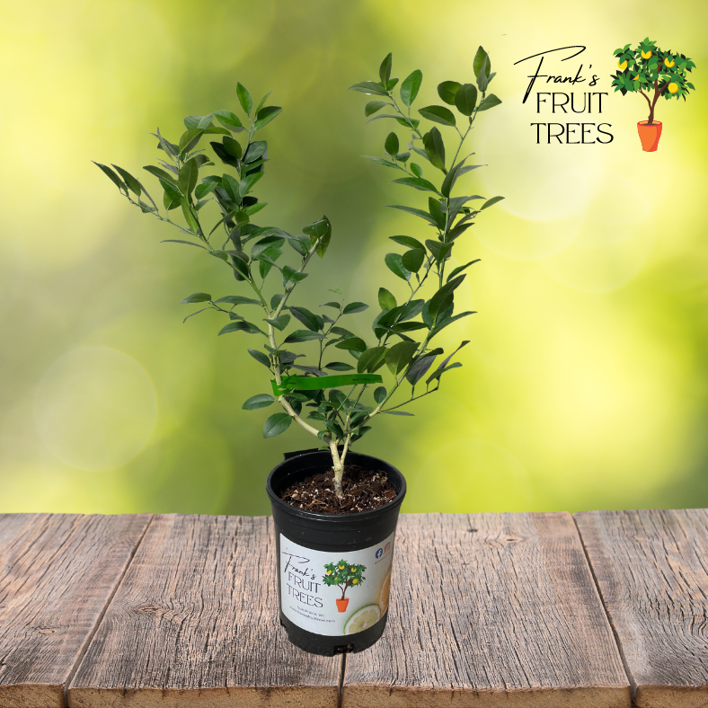Key Lime Potted Tree – Frank's Fruit Trees