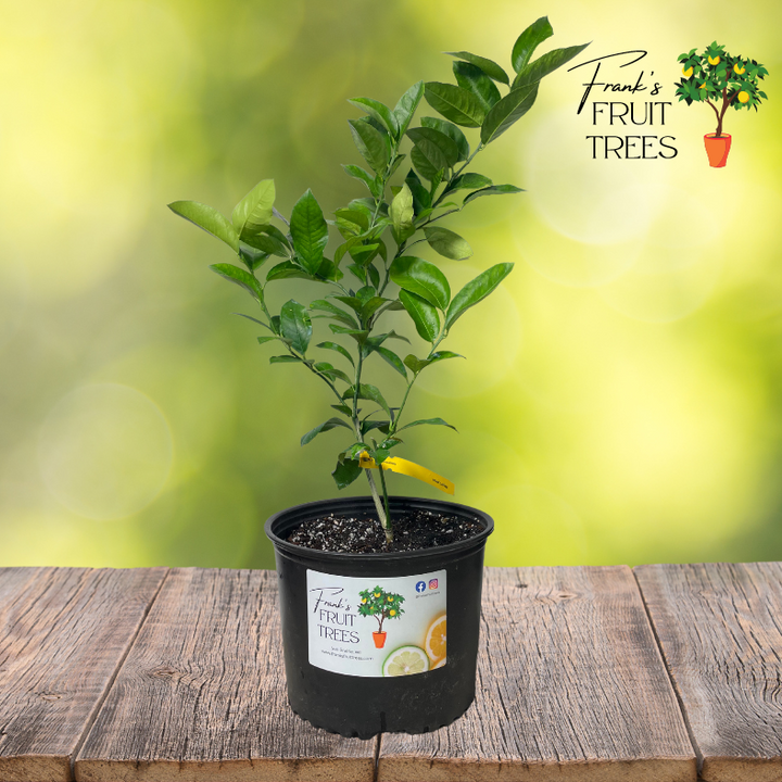 New Zealand Lemonade Potted Tree – Frank's Fruit Trees